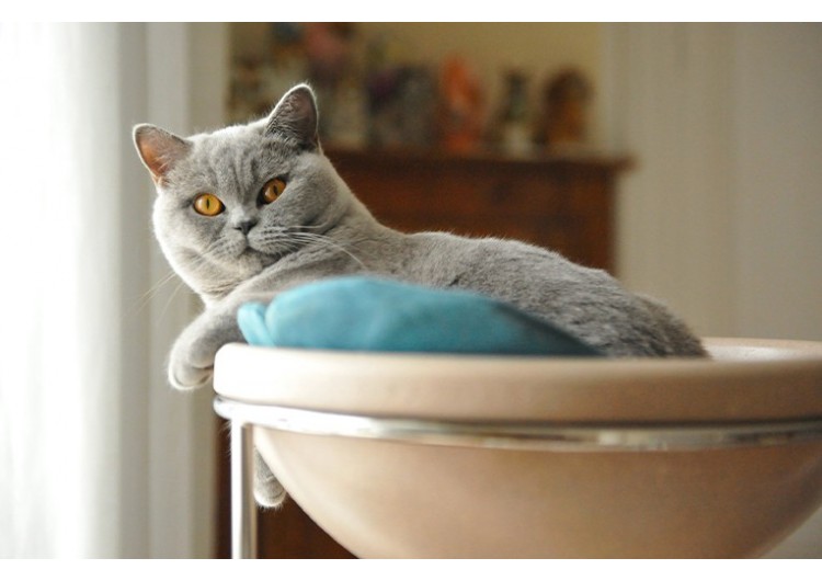 L’importance du lit pour chat : quel est l’endroit favori du chat pour ...